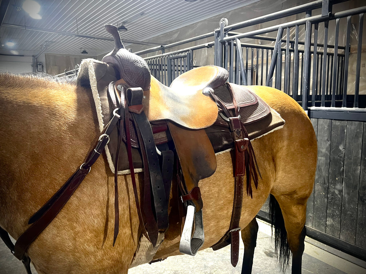 16 1/2” SRS Saddlery Ranch Cutter – Classy Concho